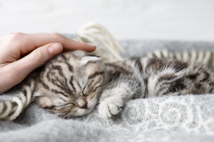 11 Sounds That Cats Make and Their Meanings - Different Cat Noises
