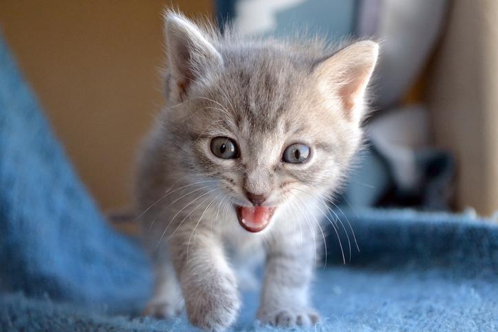 11 Sounds That Cats Make and Their Meanings - Different Cat Noises