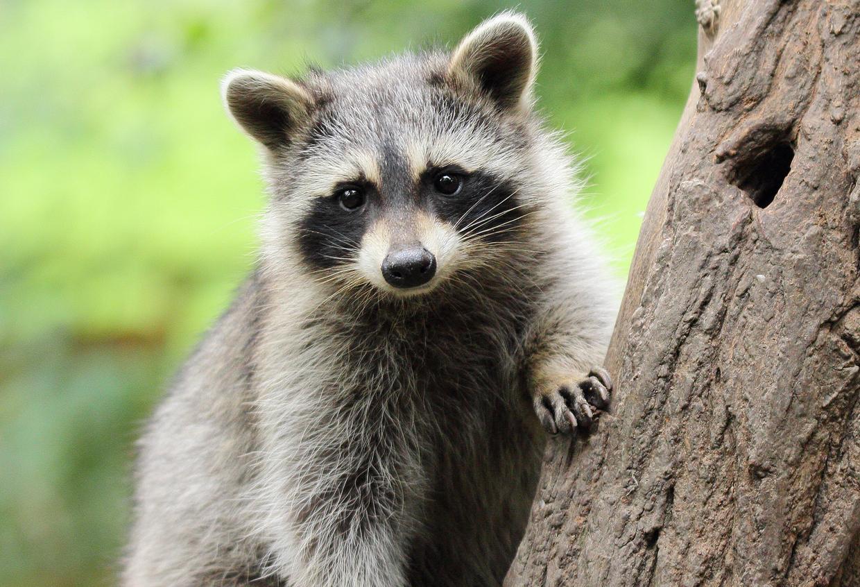 Raccoon Reproduction - Mating Season, Birthing and Reproductive Behavior