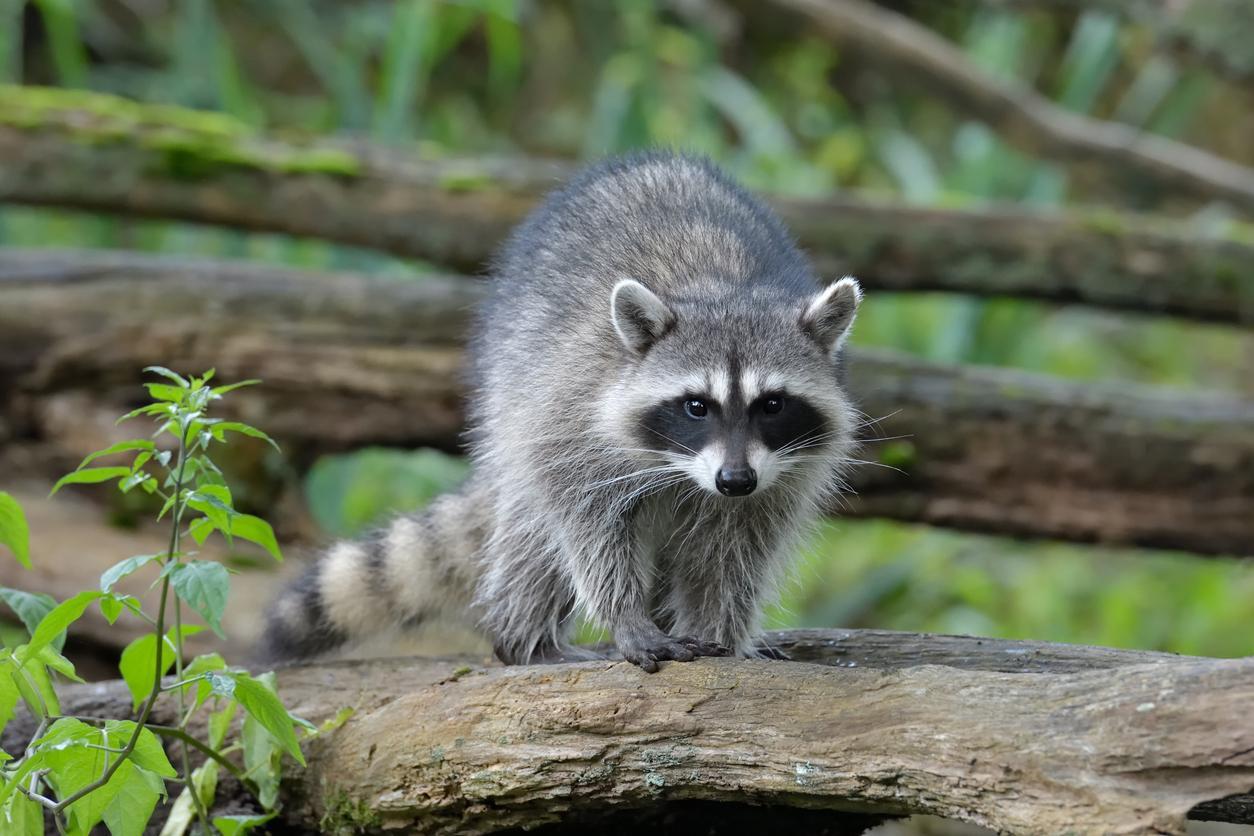 Raccoon Reproduction - Mating Season, Birthing and Reproductive Behavior