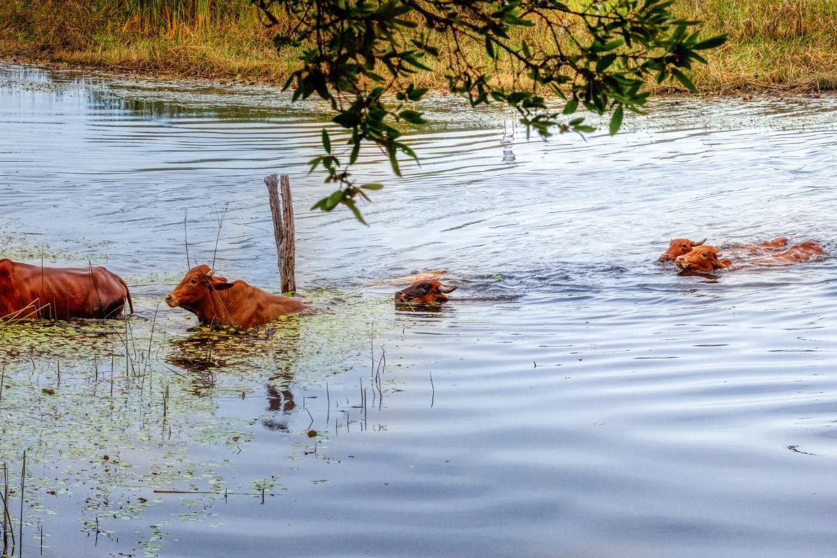 Can Cows Swim? - Exploring the Swimming Abilities of Cows