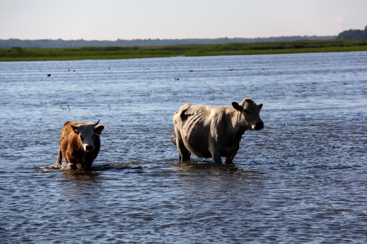 Can Cows Swim? - Exploring the Swimming Abilities of Cows