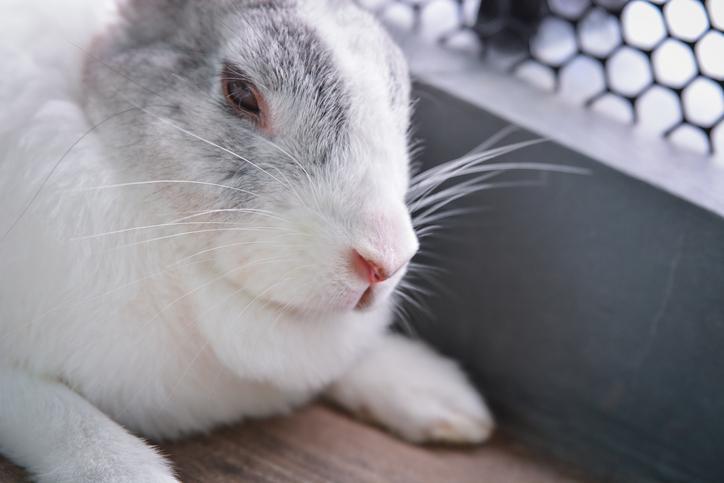 12+ Symptoms a Rabbit Is Dying - Signs of a Dying Rabbit
