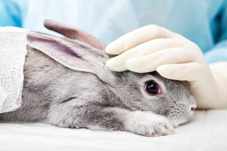 12+ Symptoms a Rabbit Is Dying - Signs of a Dying Rabbit