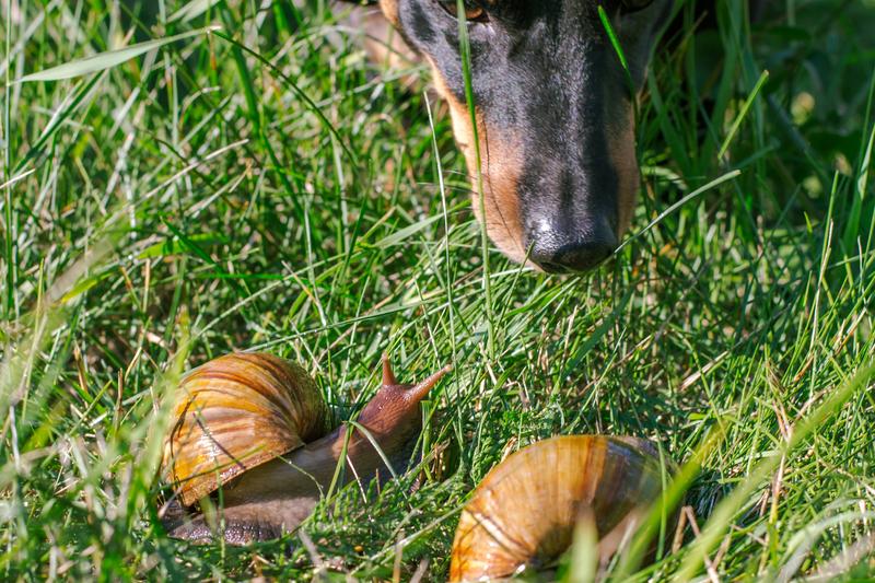 Lungworm in Dogs - Types, Symptoms, Treatment and Prevention