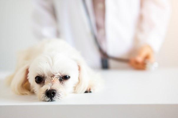 Lungworm in Dogs - Types, Symptoms, Treatment and Prevention