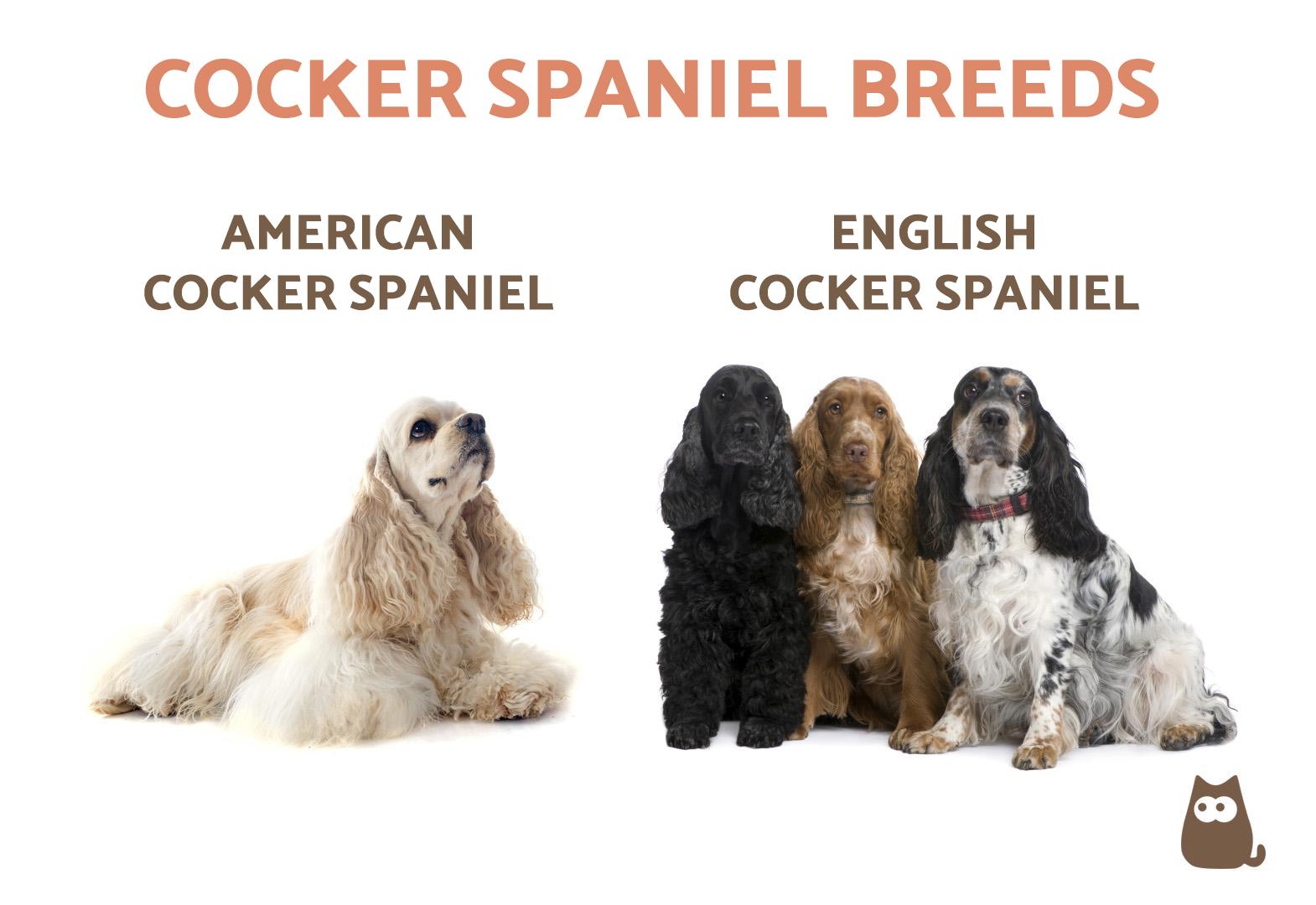 Cocker Spaniel Names - Male and Female Ideas - More Than 200 Options