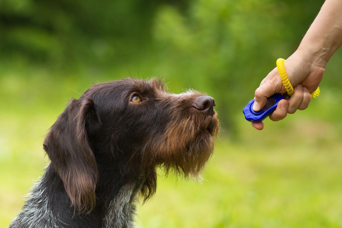 What Sounds Make Dogs Happy? - A Guide to Sounds That Dogs Love