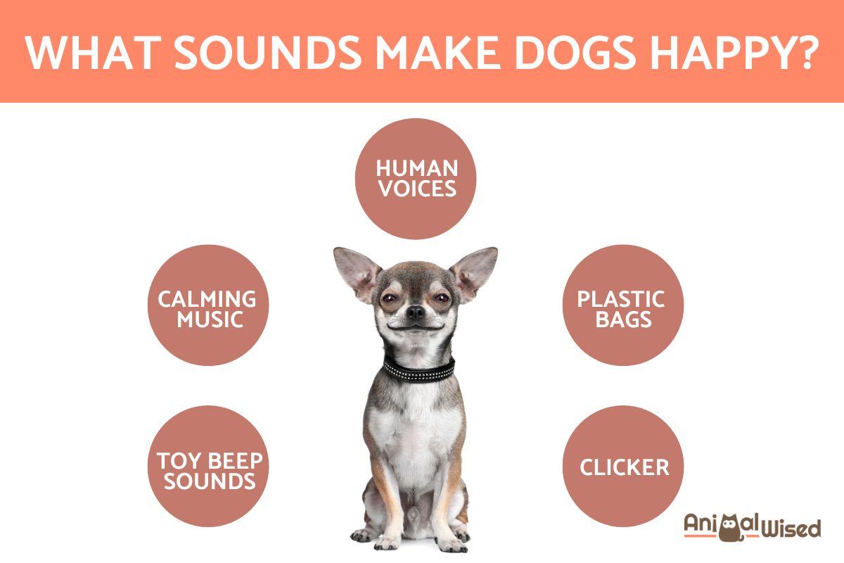 What Sounds Make Dogs Happy? - A Guide to Sounds That Dogs Love