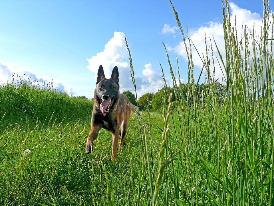 What are the Different Types of Shepherd Dogs? - With Pictures