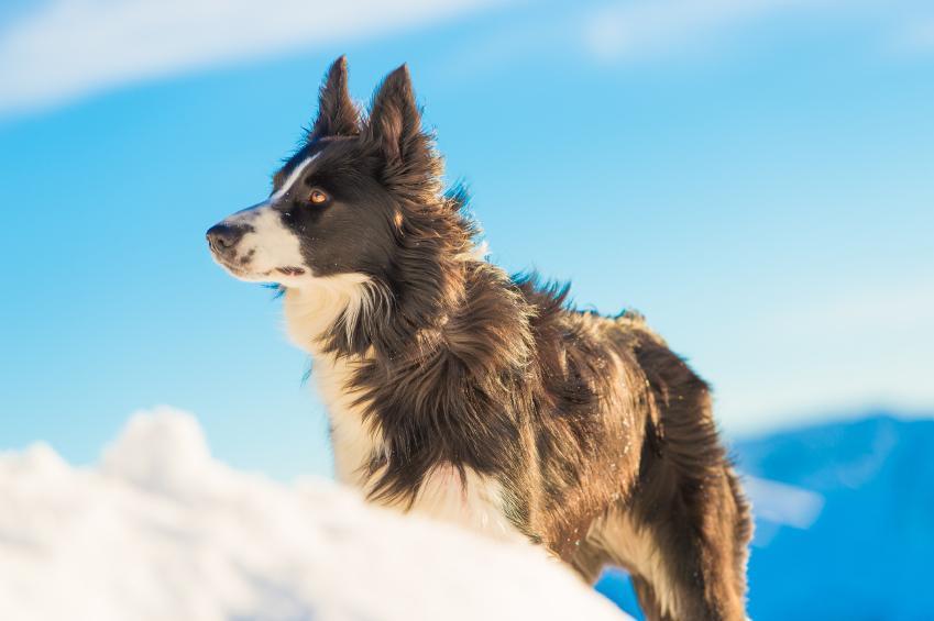 What are the Different Types of Shepherd Dogs? - With Pictures