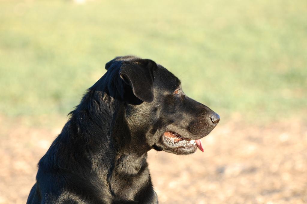 What are the Different Types of Shepherd Dogs? - With Pictures