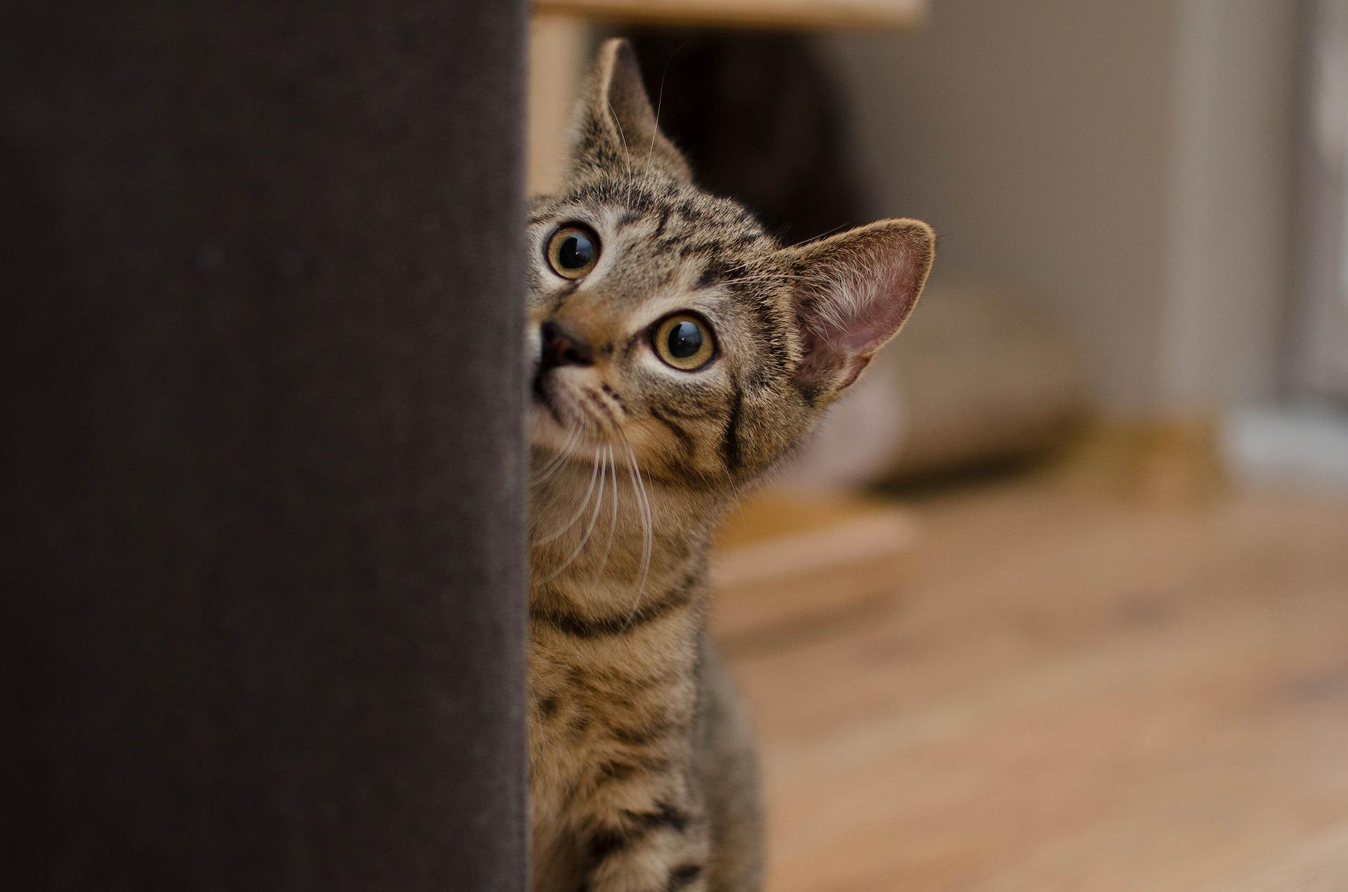 My Cat Doesn't Like to Be Pet - Reasons Why and Tips to Help