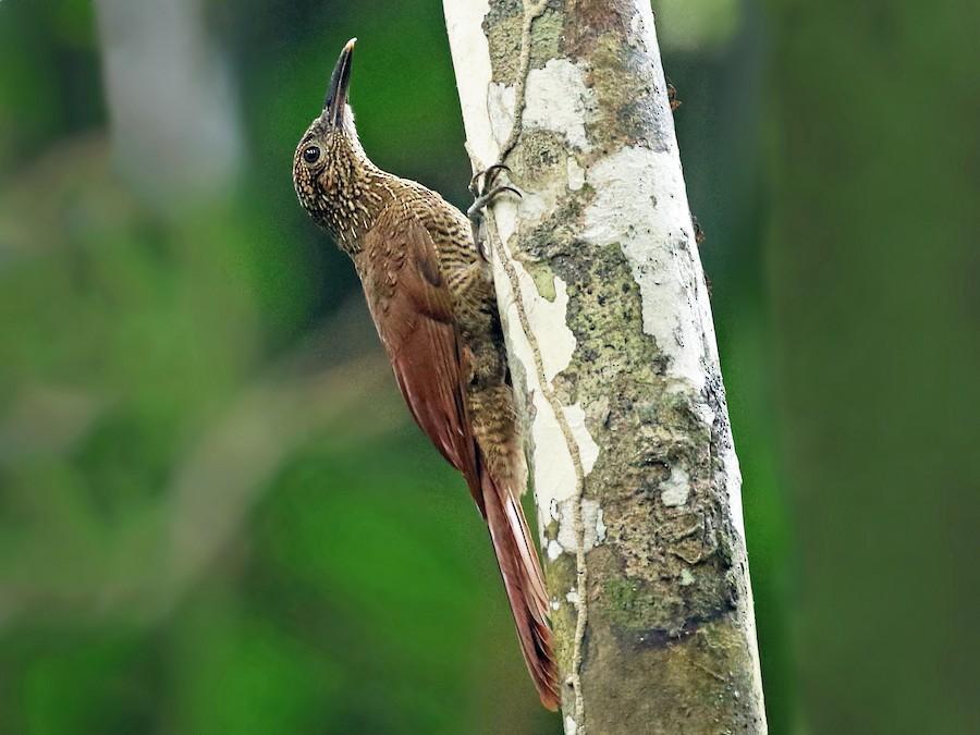 20 Tree-Climbing Birds Examples - With Photos