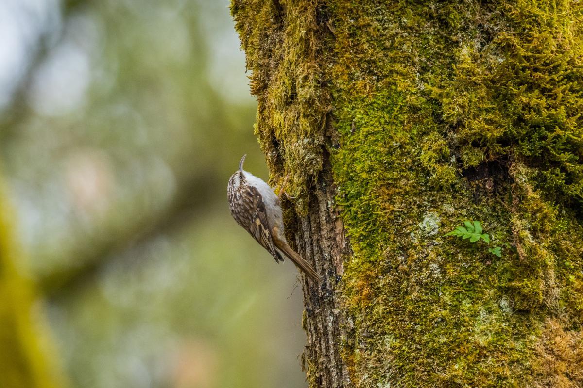 20 Tree-Climbing Birds Examples - With Photos