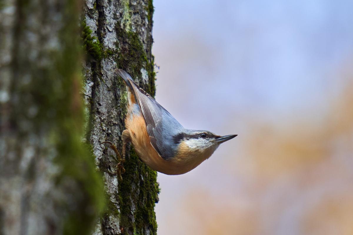 20 Tree-Climbing Birds Examples - With Photos