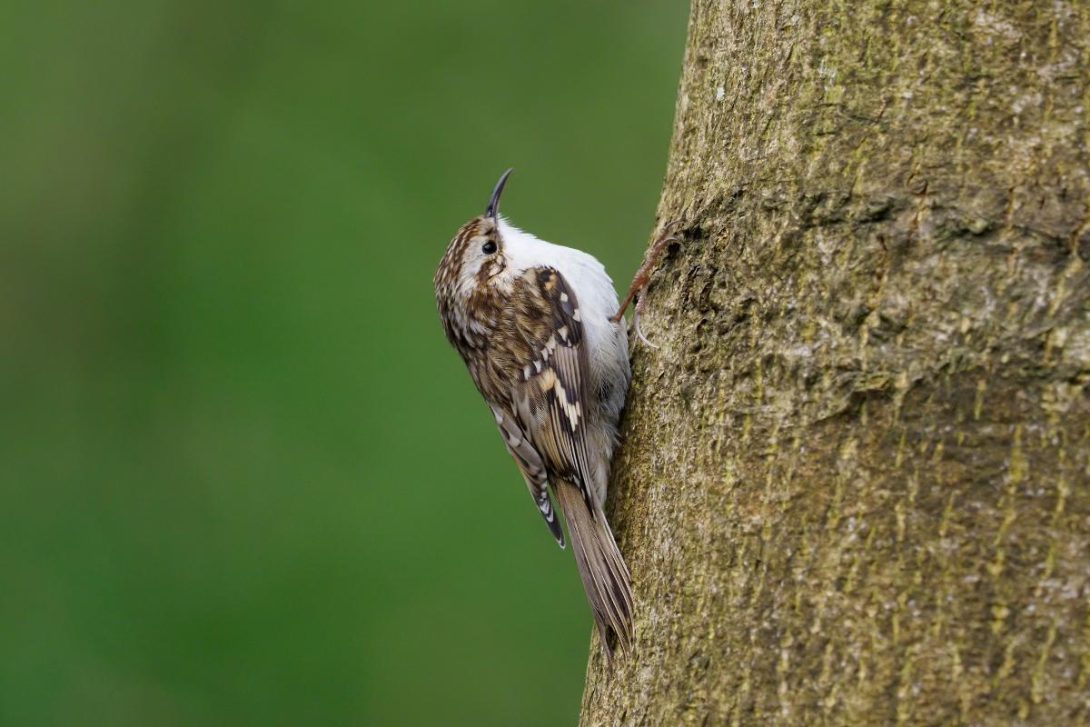 20 Tree-Climbing Birds Examples - With Photos