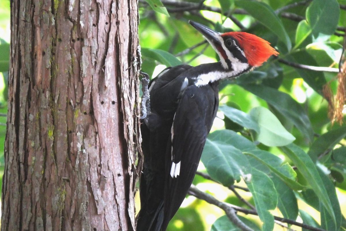 20 Tree-Climbing Birds Examples - With Photos