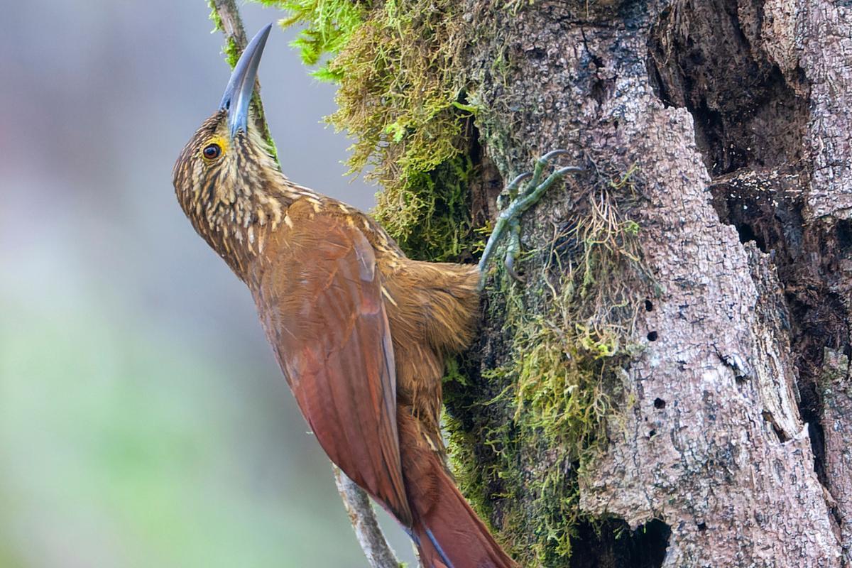 20 Tree-Climbing Birds Examples - With Photos