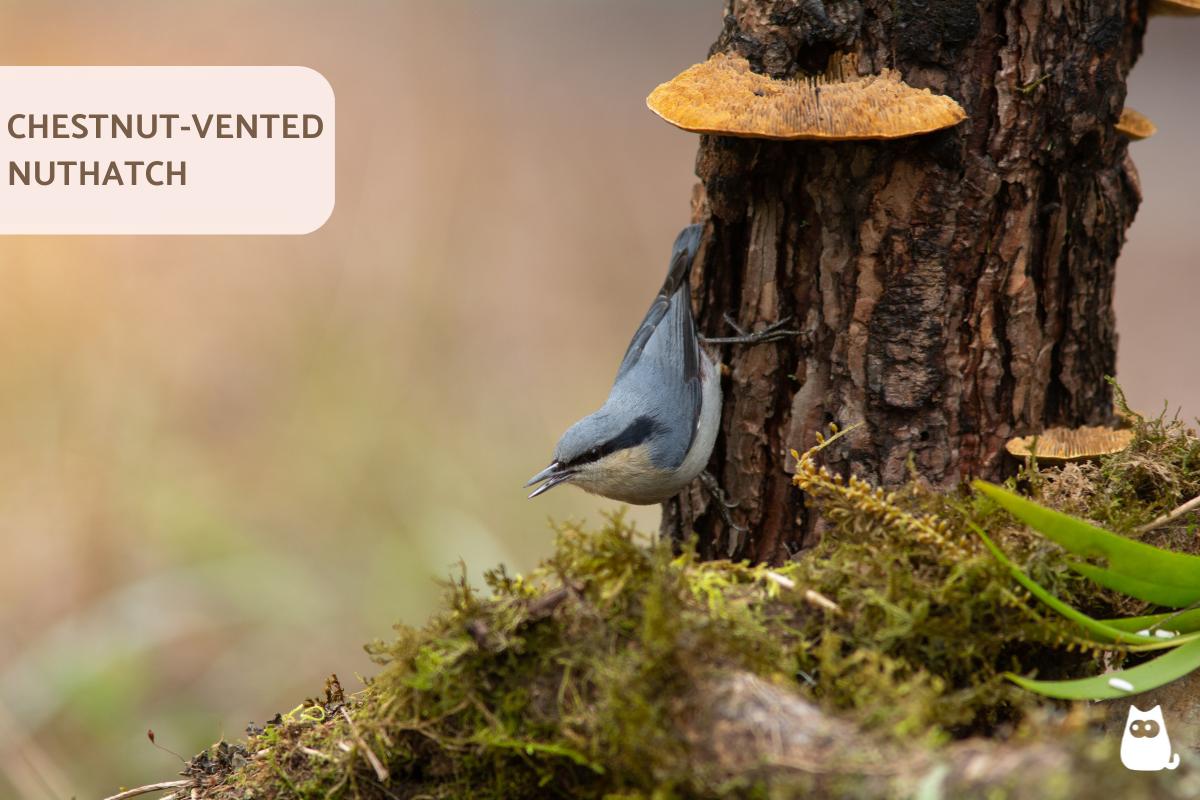 20 Tree-Climbing Birds Examples - With Photos