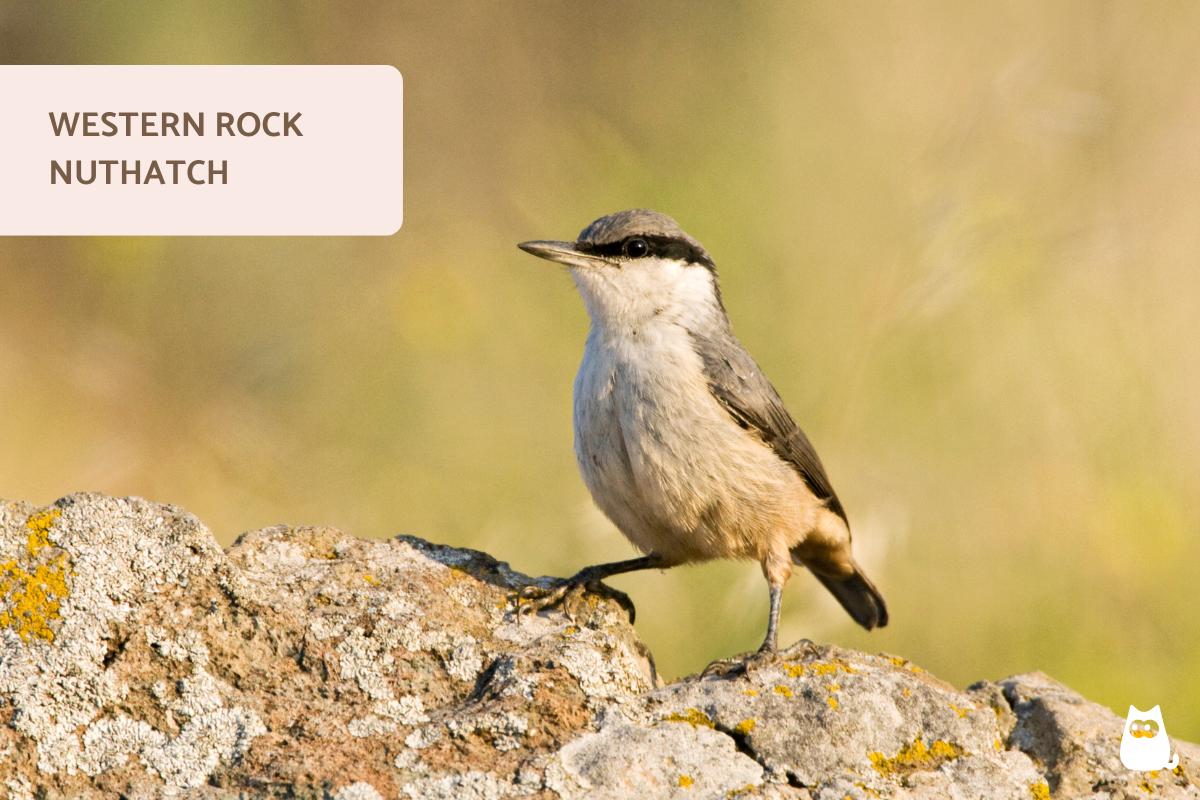 20 Tree-Climbing Birds Examples - With Photos