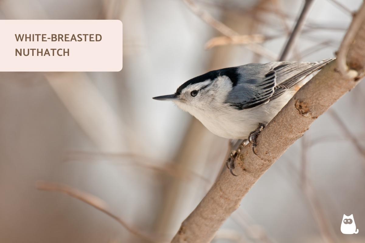 20 Tree-Climbing Birds Examples - With Photos