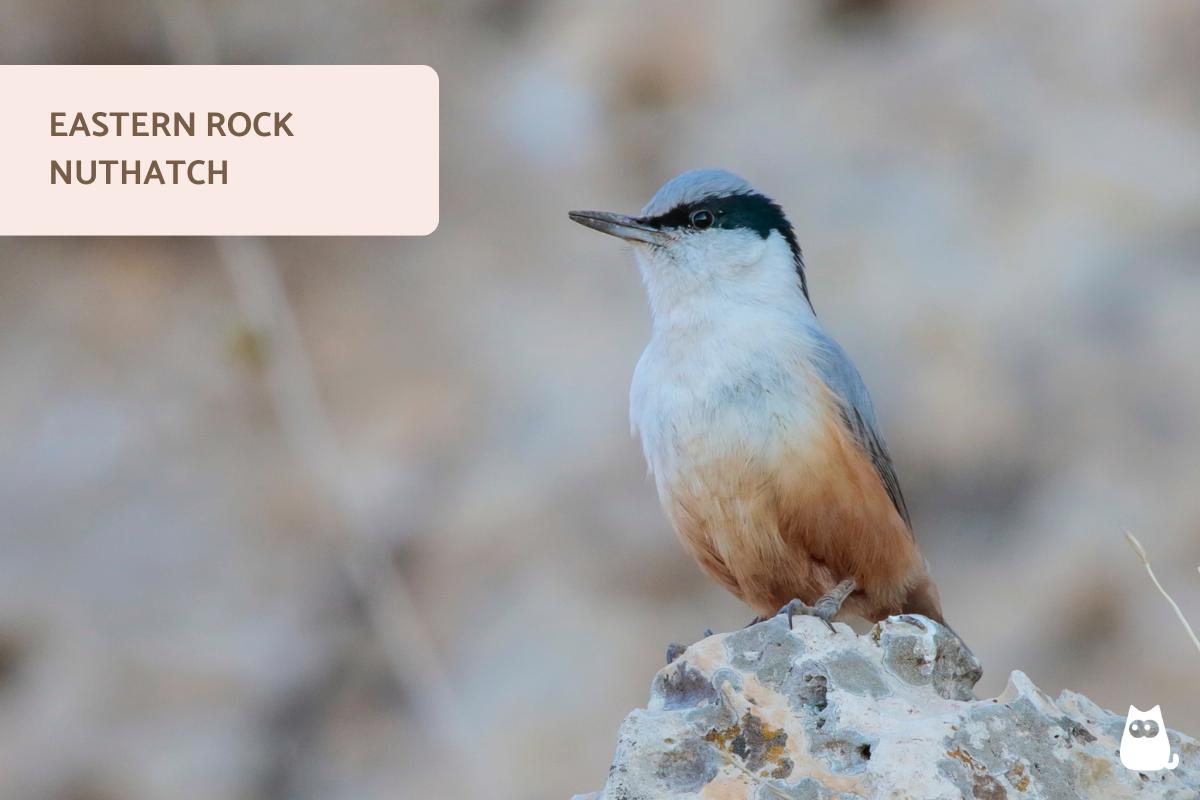 20 Tree-Climbing Birds Examples - With Photos