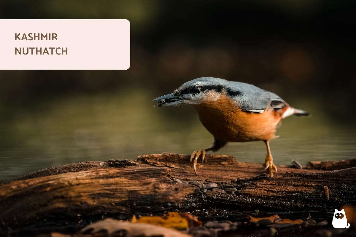 20 Tree-Climbing Birds Examples - With Photos