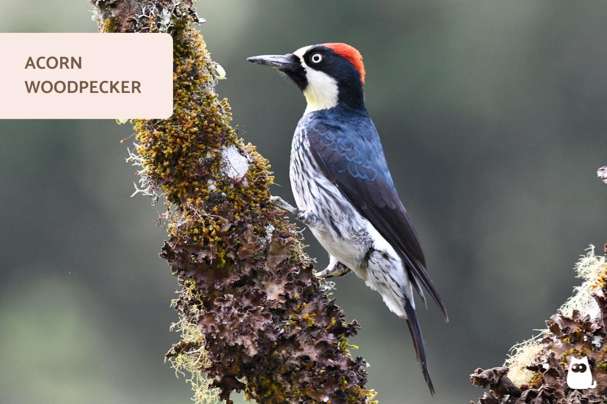 20 Tree-Climbing Birds Examples - With Photos