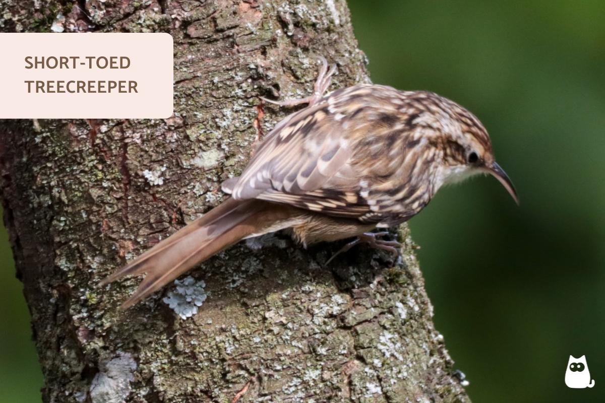 20 Tree-Climbing Birds Examples - With Photos