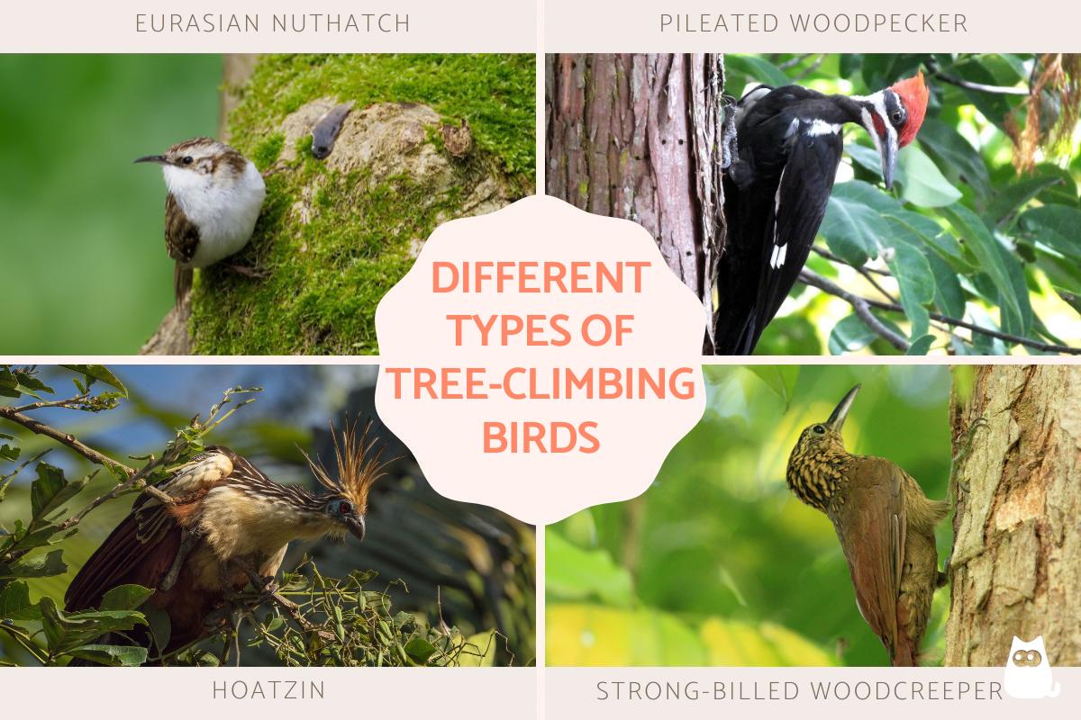 20 Tree-Climbing Birds Examples - With Photos