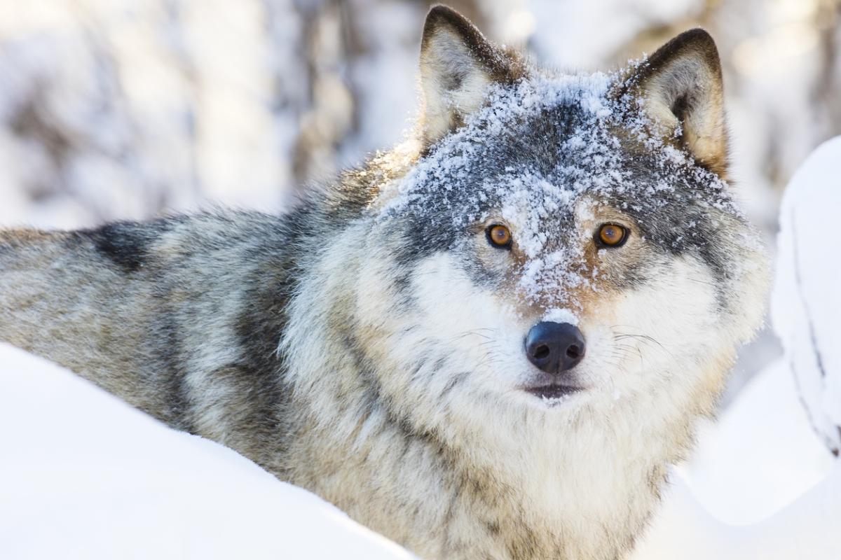 What is the Habitat of the Eurasian Wolf?