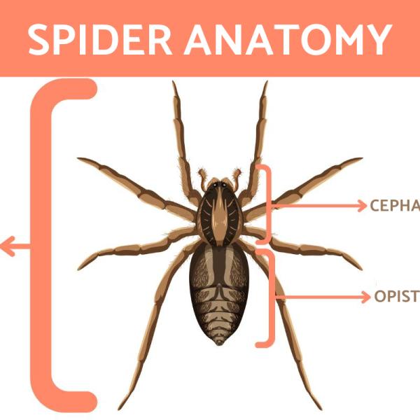 spider body types