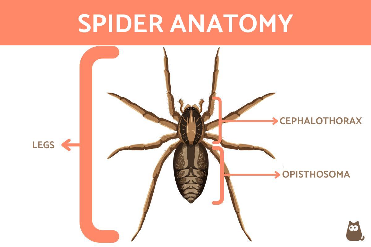 Anatomy of a Spider - Different Spider Body Parts With Diagrams