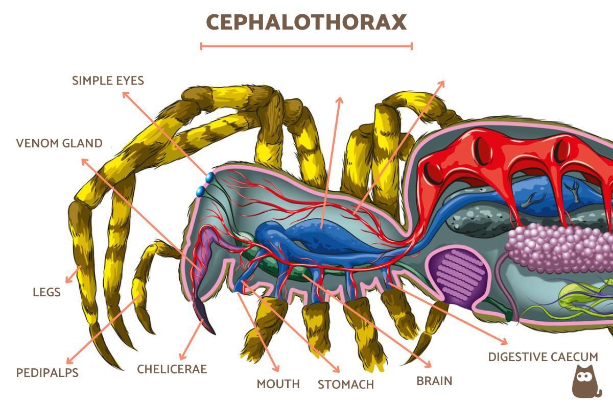 Anatomy of a Spider - Different Spider Body Parts With Diagrams