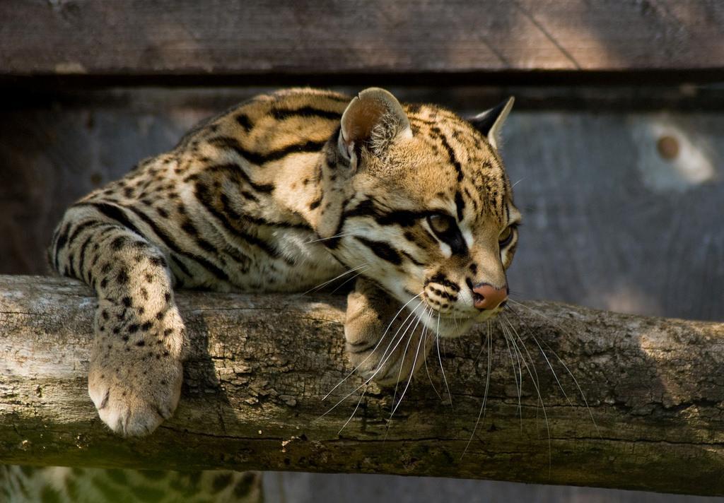 12 Animals In Danger Of Extinction in Mexico