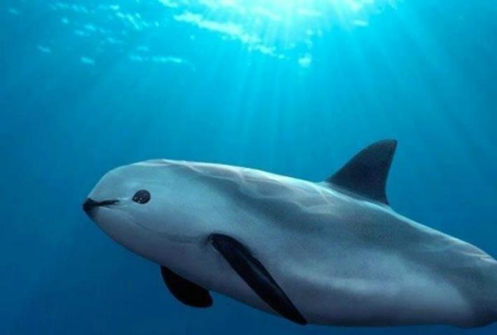 12 Animals In Danger Of Extinction in Mexico