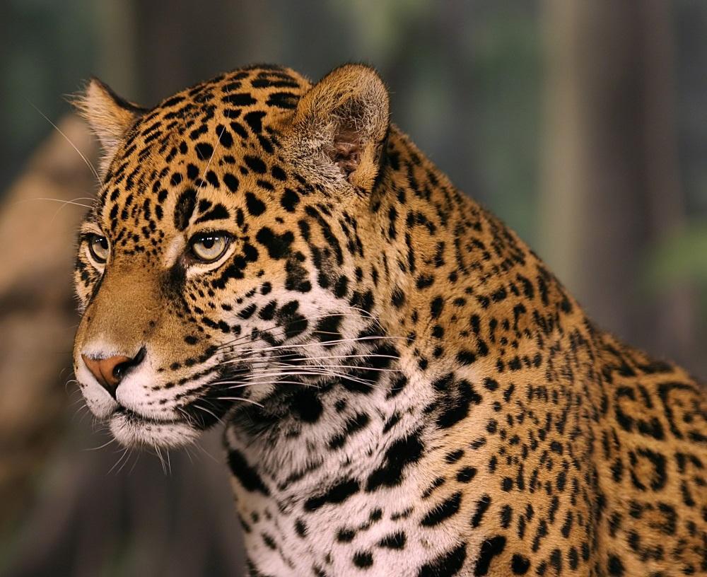 12 Animals In Danger Of Extinction in Mexico