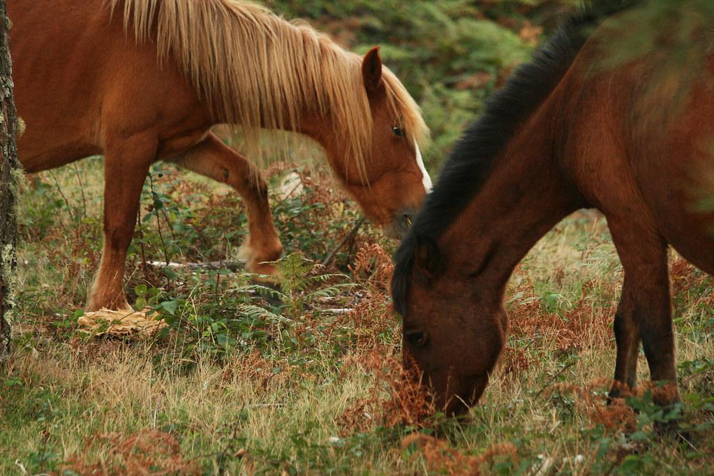 What Do Horses Eat? - Diet of Wild and Domesticated Horses