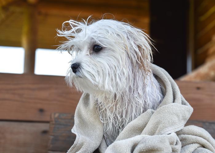 Maggots in Dogs - Canine Myiasis Causes and Treatment