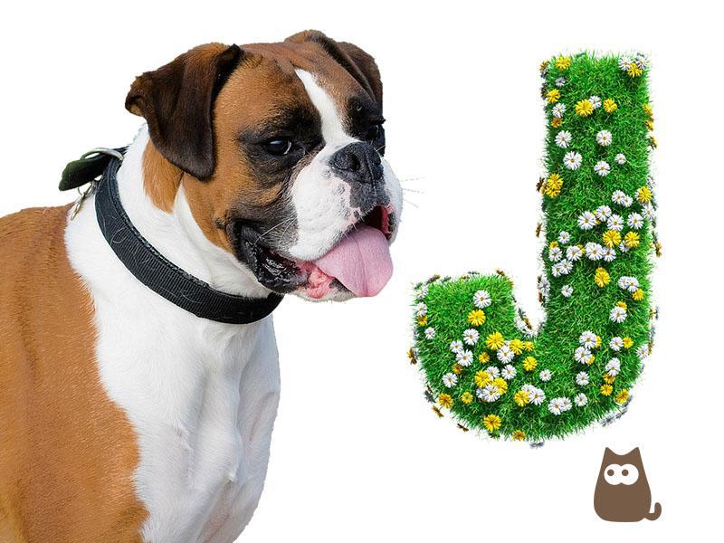Dog names that start with J - 100 Creative Dog Names that Begin with J
