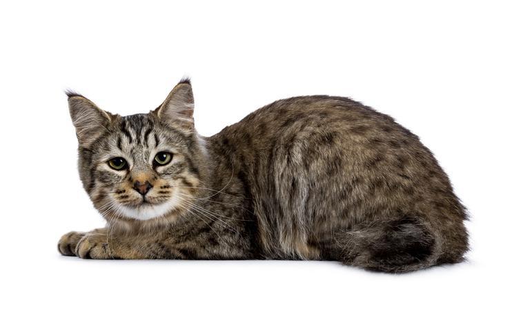 7 Tailless Cat Breed Types with Photos