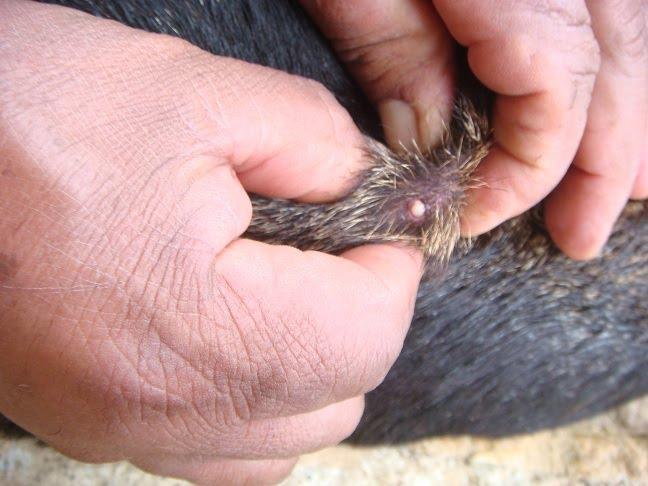 Maggots in Dogs - Canine Myiasis Causes and Treatment