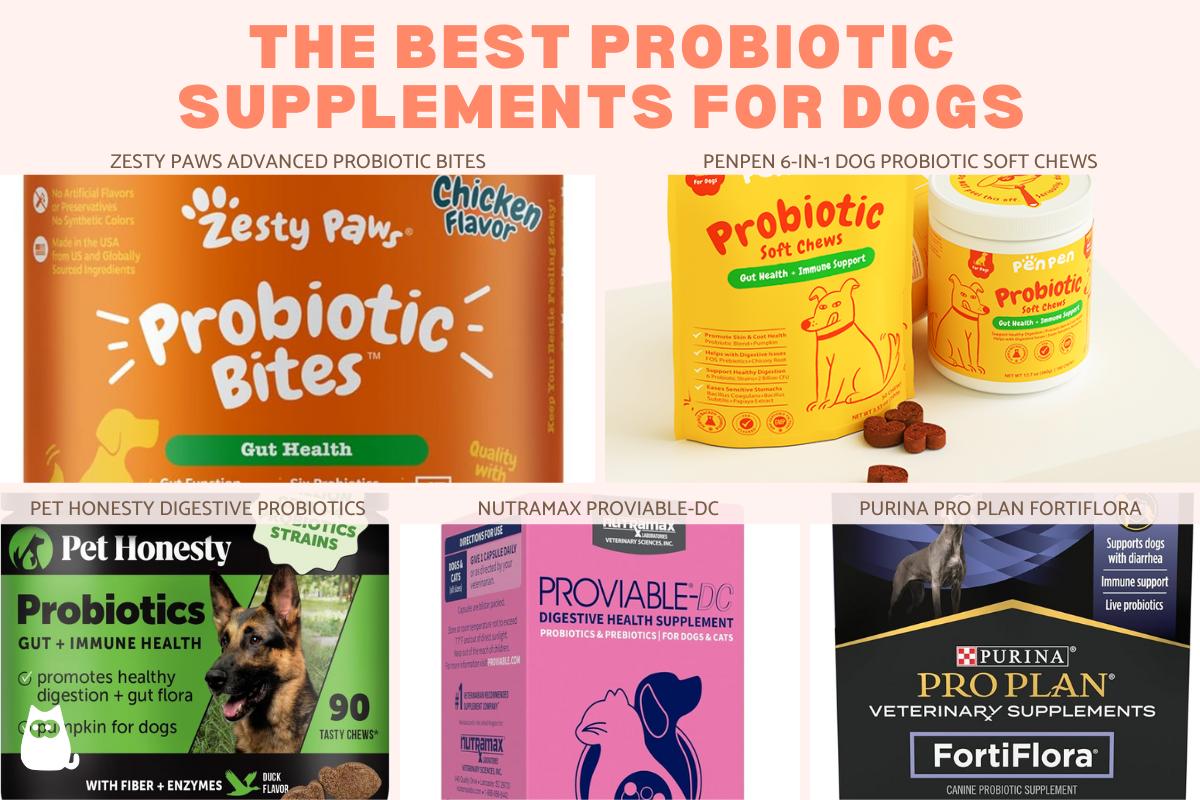 The Best Probiotic Supplements for Dogs in 2025: A Comprehensive Comparison