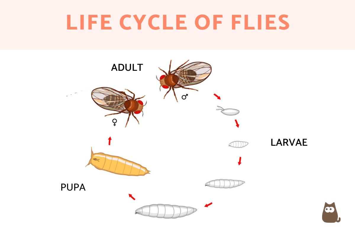 Maggots in Dogs - Canine Myiasis Causes and Treatment