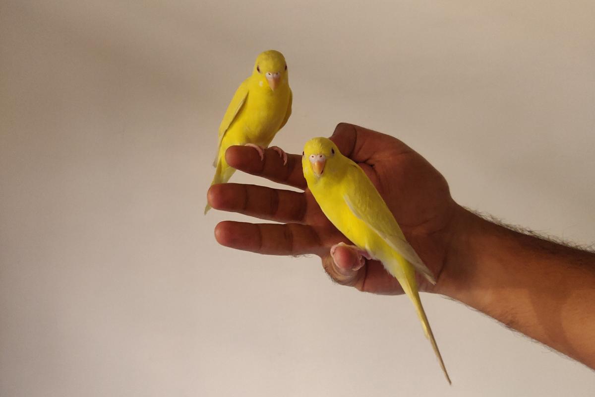 Do Canaries Recognize Their Owners? - Relationship Between Humans and ...