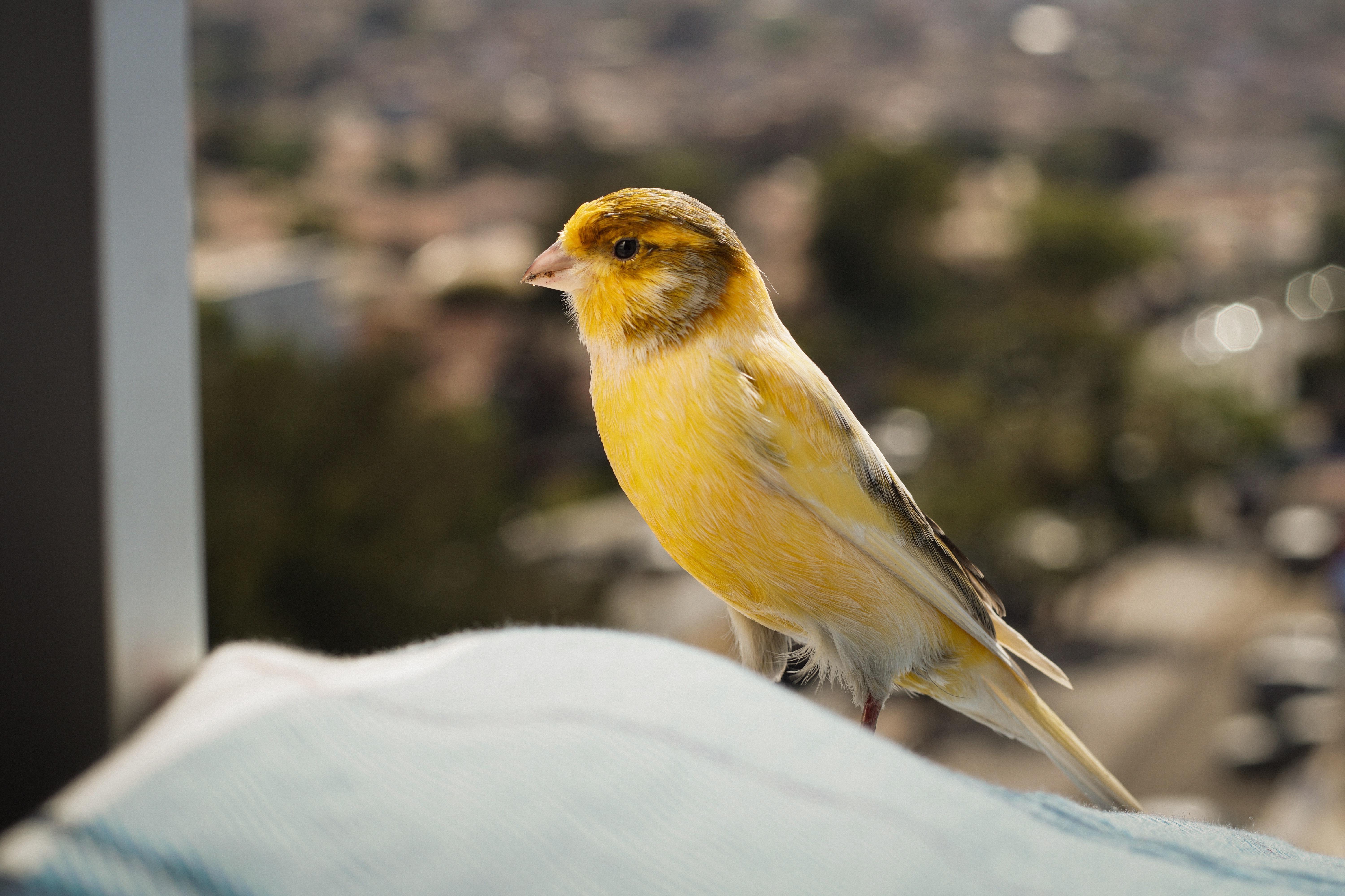 Do Canaries Recognize Their Owners? - Relationship Between Humans and ...