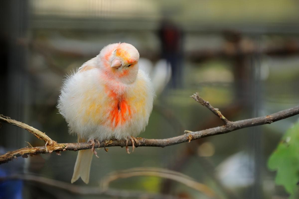 Do Canaries Recognize Their Owners? - Relationship Between Humans and ...