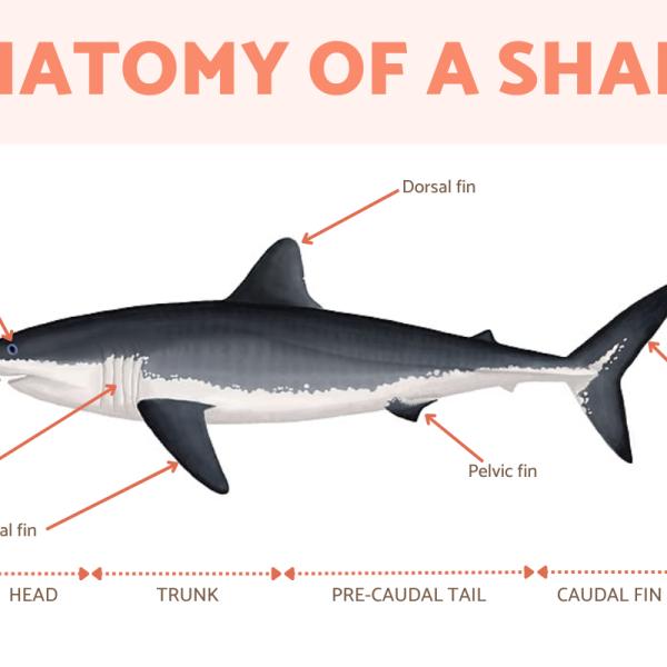 Shark parts store