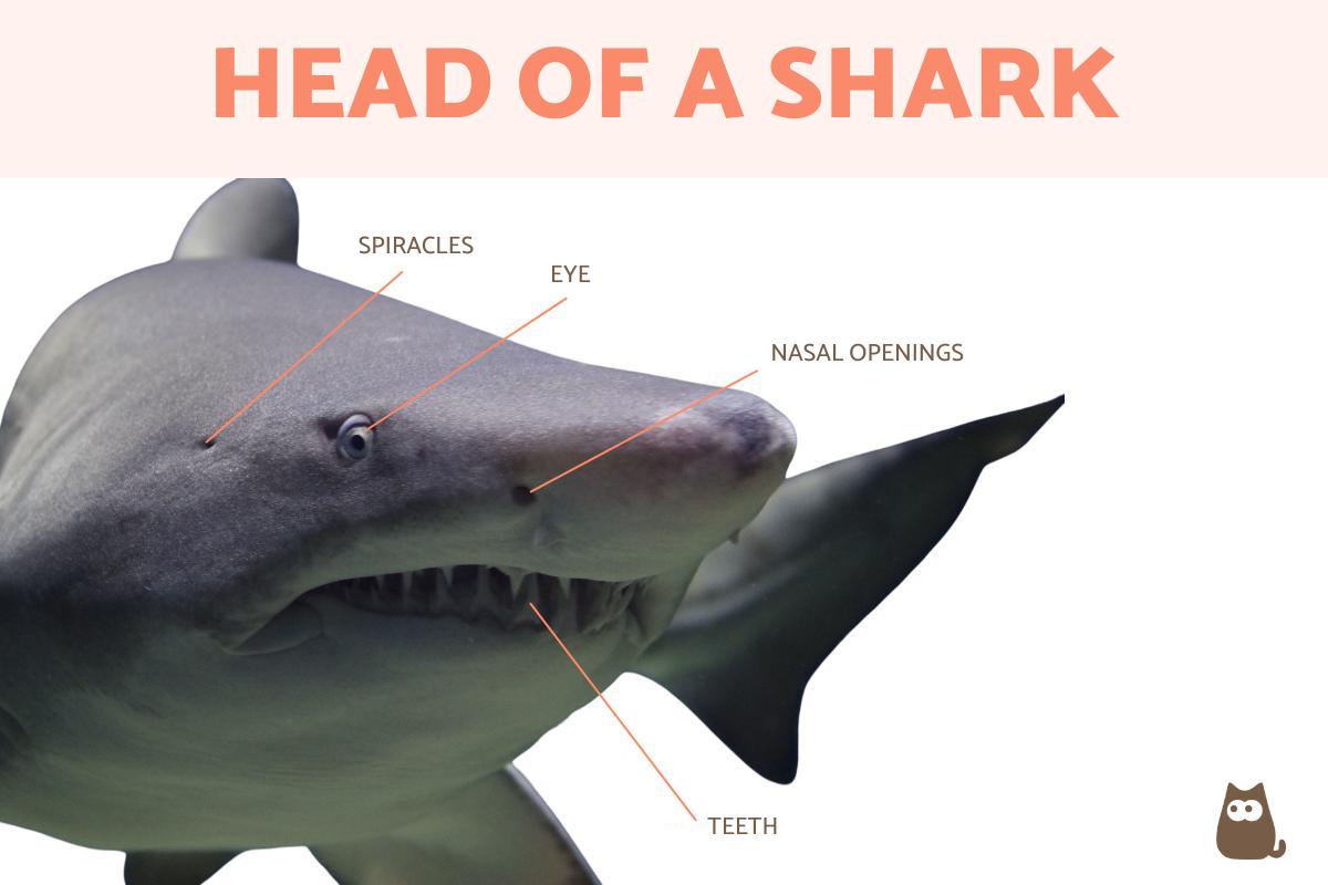 Anatomy of a Shark - Shark Body Parts With Diagrams